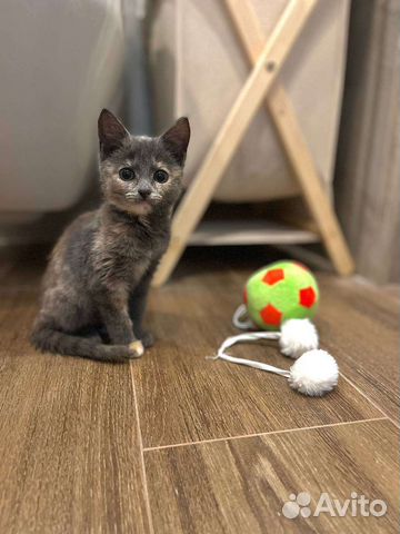 Ксюша ищет дом