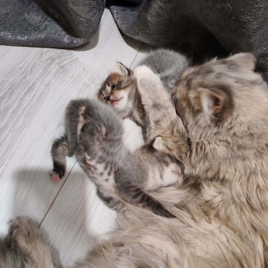 Отдам котяток в добрые руки