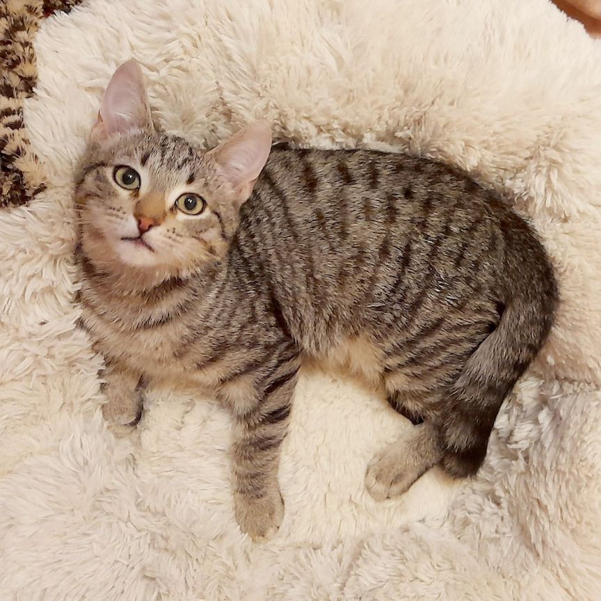 Котёнок в добрые руки