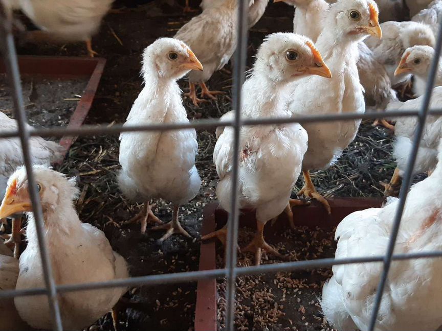 Петушки месячные Ломан Браун