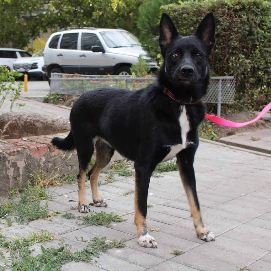 Бесподобная девочка ищет семью