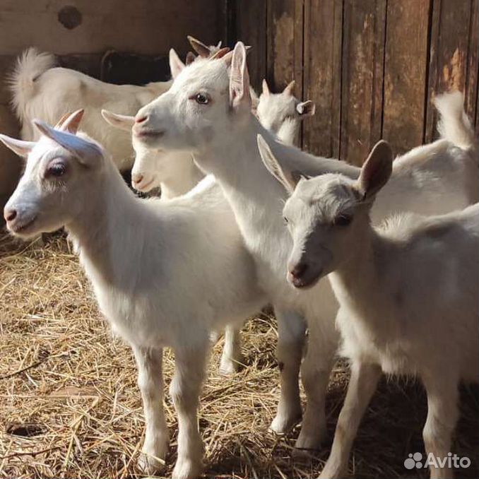Коза, козлята, козлики