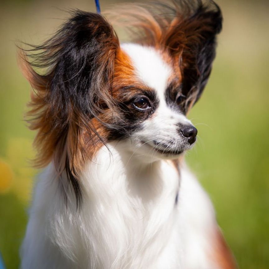 Щенки Папийона