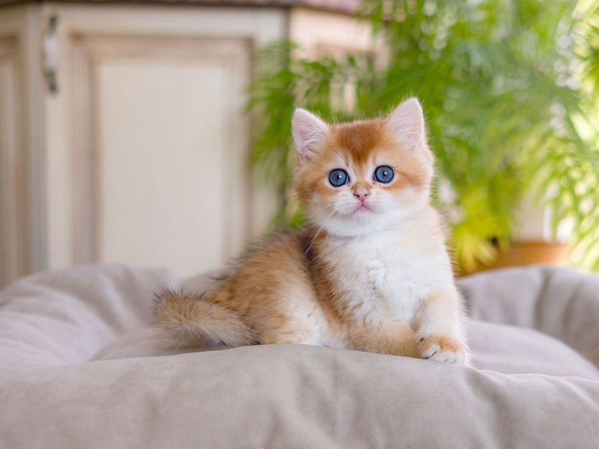 Британские котята золотая шиншилла