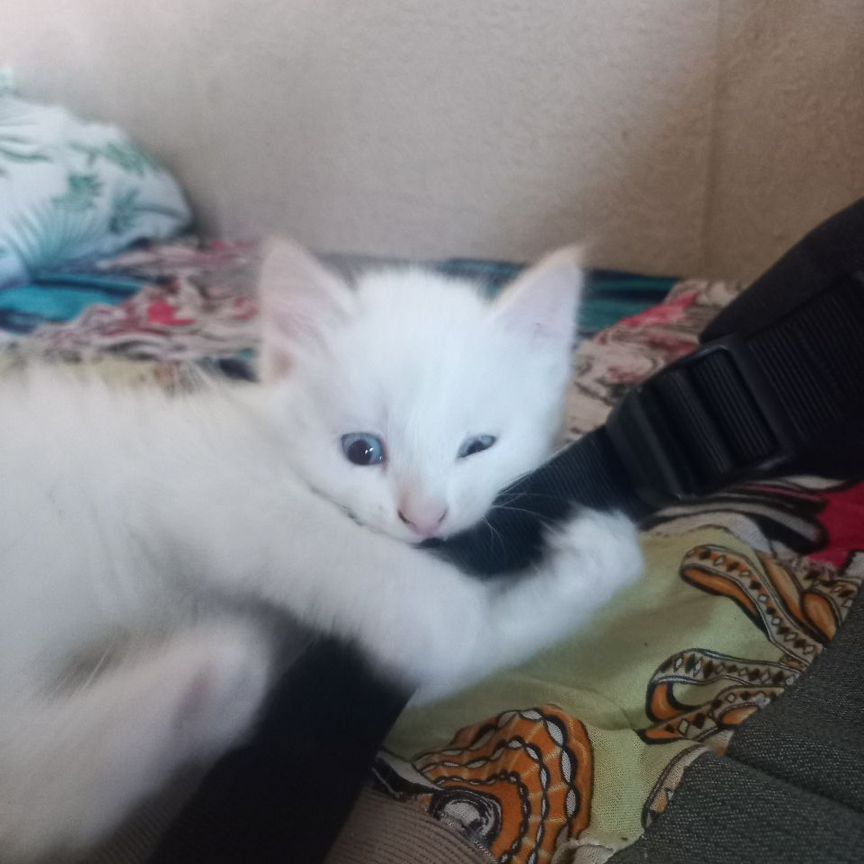 Отдам котенка в добрые руки мальчика