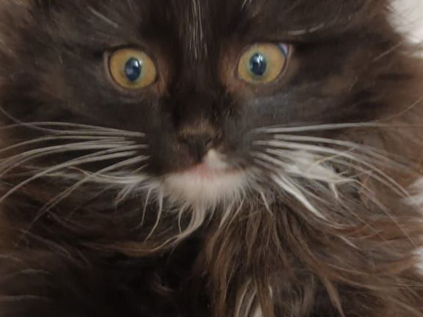 Отдаем в добрые руки