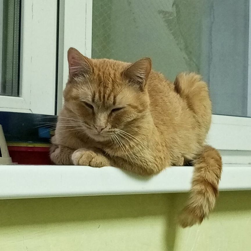 Котик Лис, ему 2 года