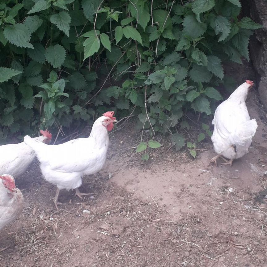 Куры несушки