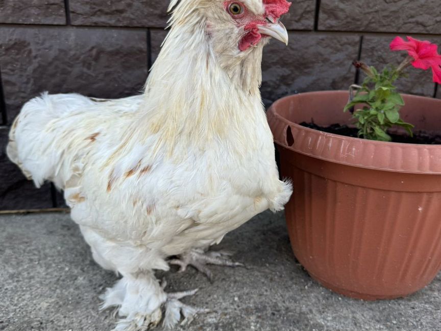 Красивые петушки помеси пород