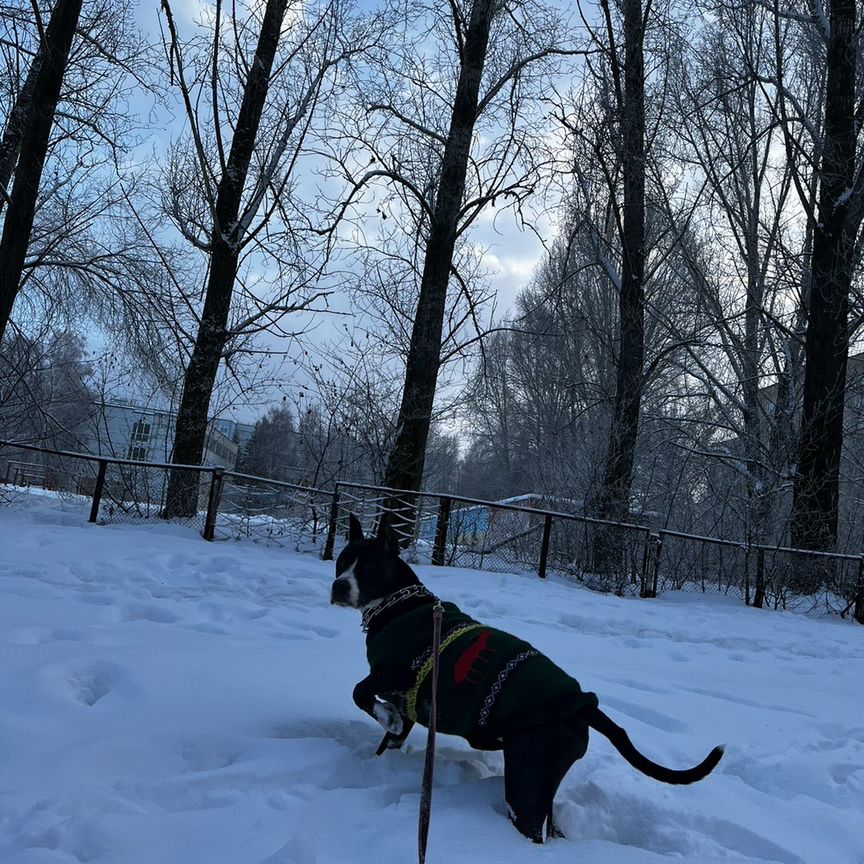 Отдам собаку 7 месяцев девочка