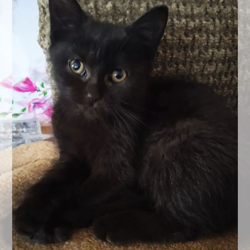 Котёнок в добрые руки