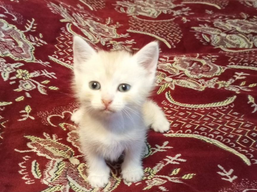 Британские вислоухие котята