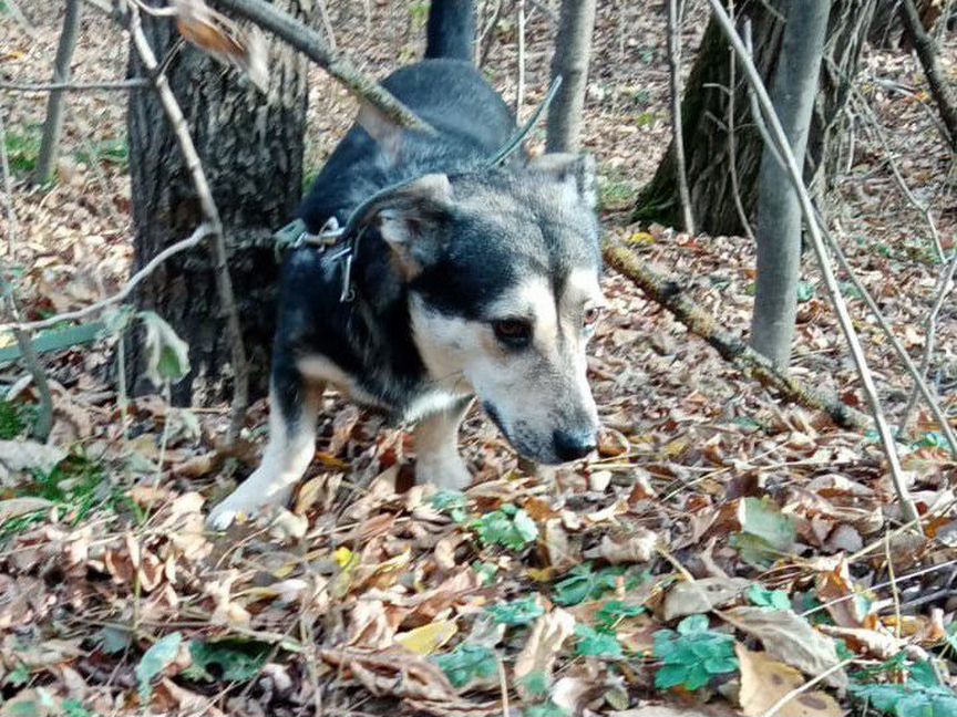 Малыш ищет дом