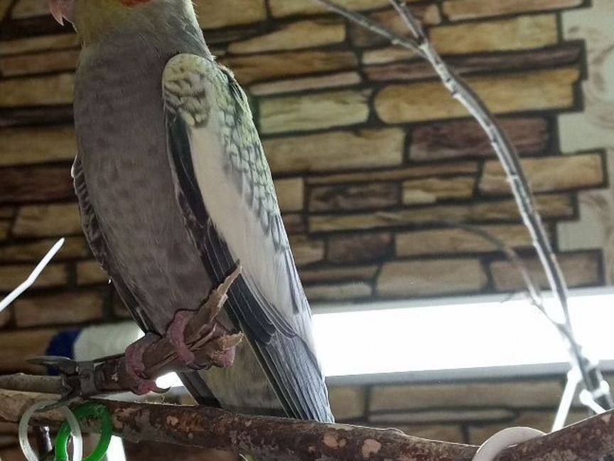 Птенец попугая корелла