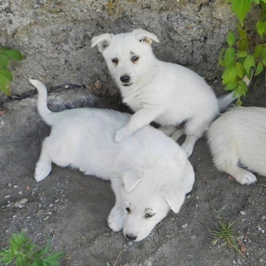 Щенки. Все девчонки