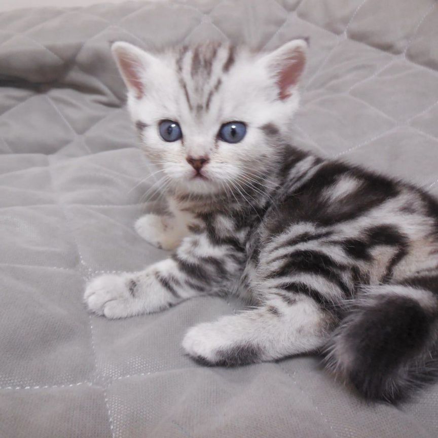 Шотландский вислоухий короткошёрстный котёнок