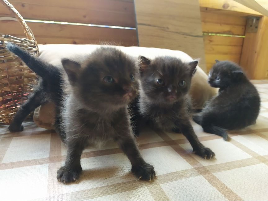 Шотландские котята