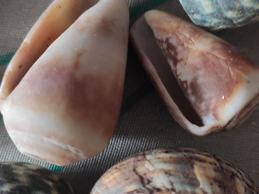 Морские ракушки