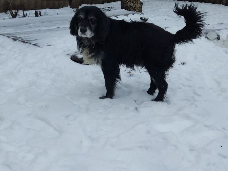 Собака в добрые руки