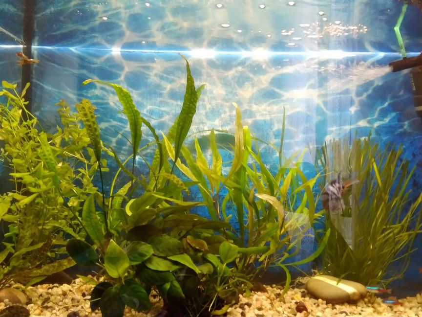 Аквариум с рыбками бу