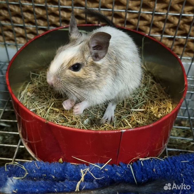 Чилийская белка дегу в добрые руки