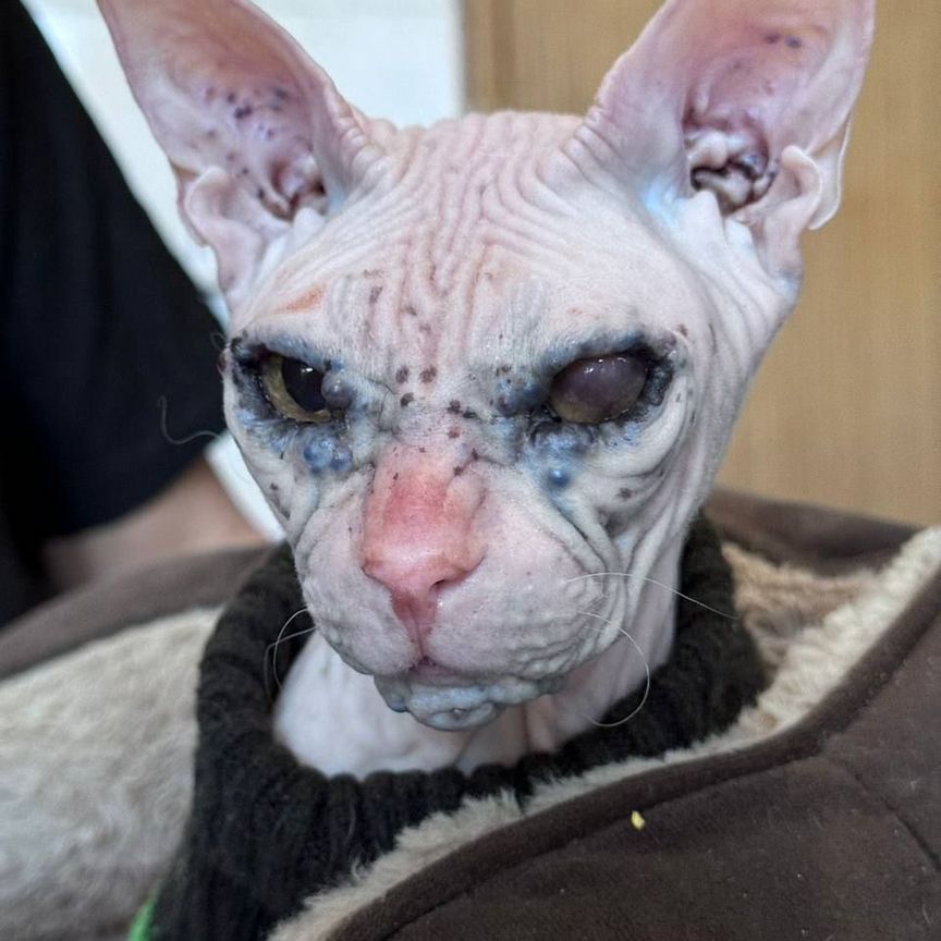 Кая, кошка из приюта в добрые руки