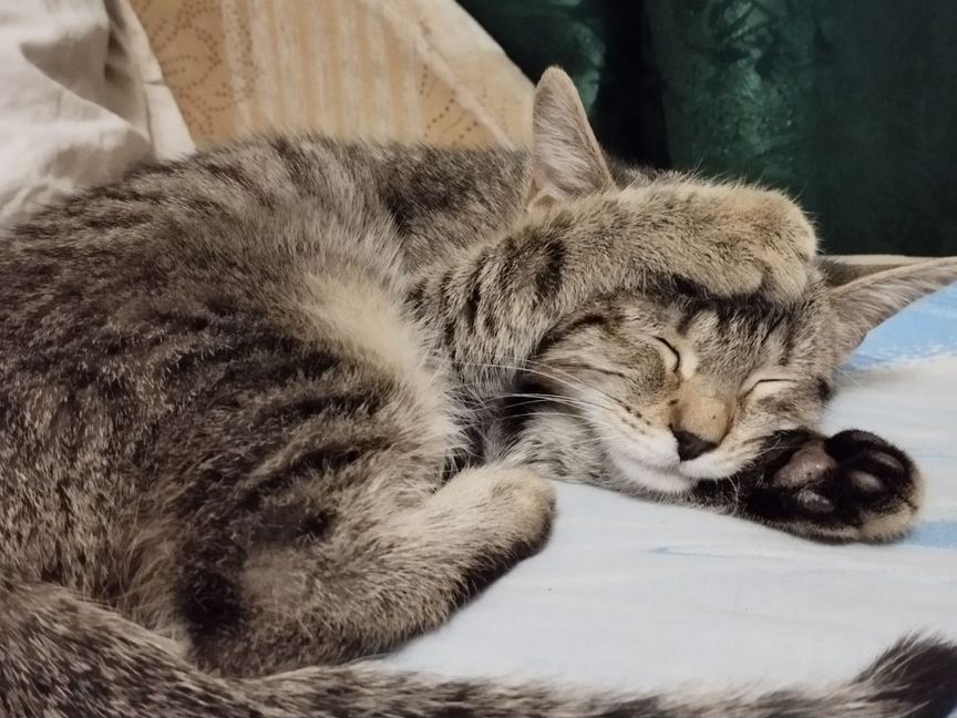 Котята в добрые руки бесплатно
