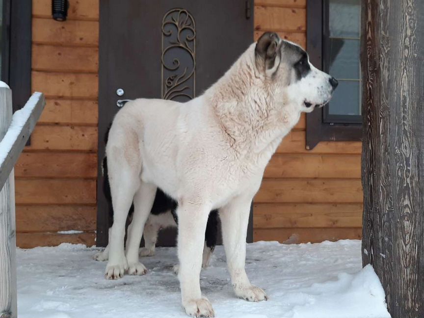 Среднеазиатская овчарка алабай вязка