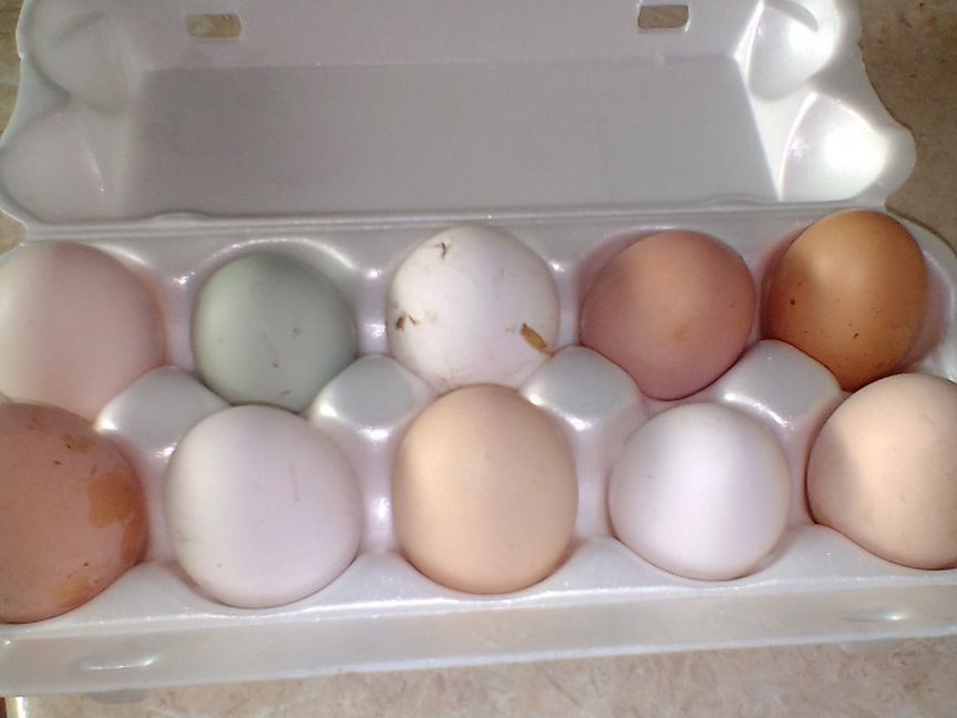 Яйцо куриное на инкубацию