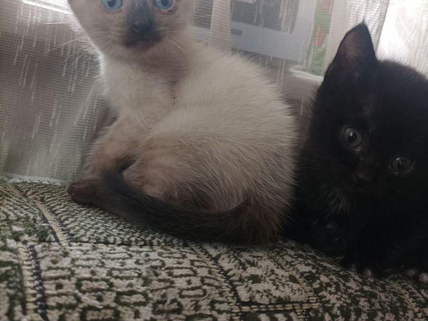 Сиамский котёнок в добрые ручки