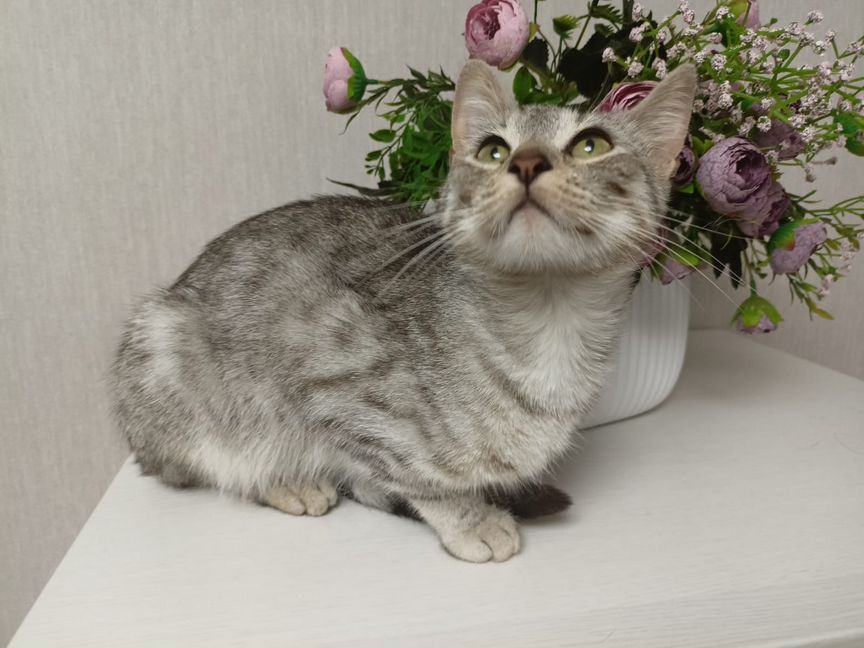 Котенок в добрые руки