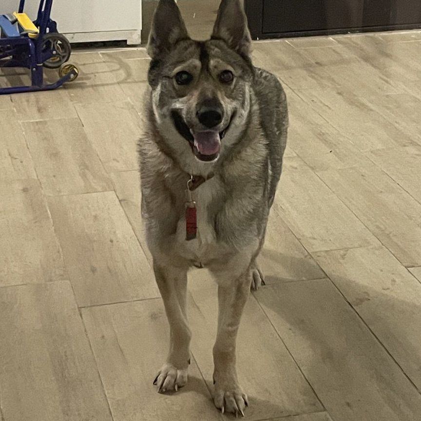 Взрослая собака в добрые руки