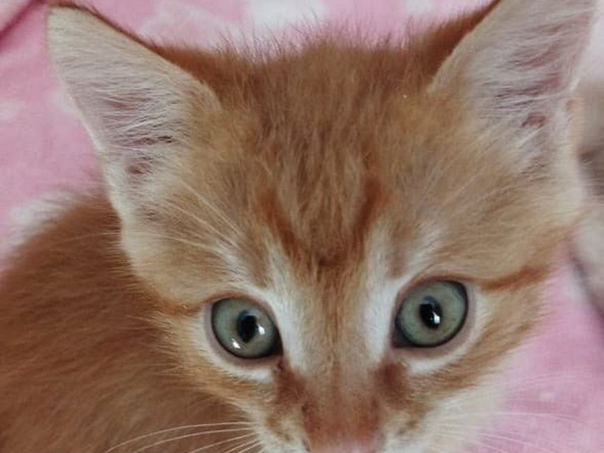 Котята в добрые руки бесплатно