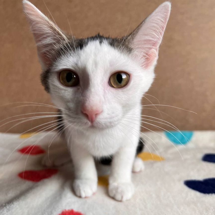 Котенок девочка 2,5 месяца
