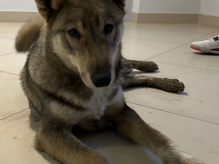 Найдена собака лайка