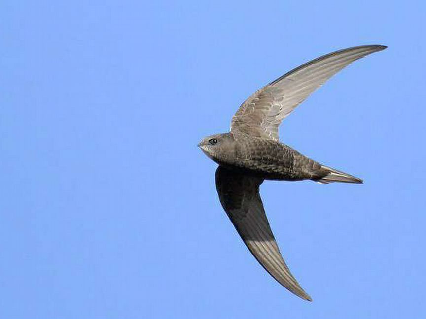 Корм для стрижей