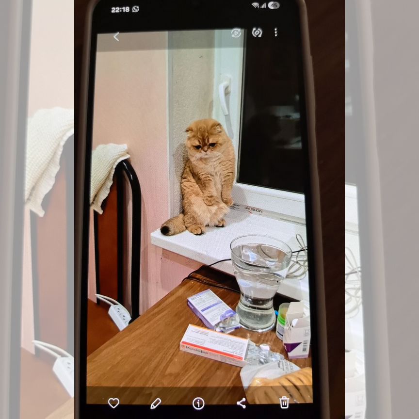 Шотландский вислоухий короткошёрстный кот, вязка