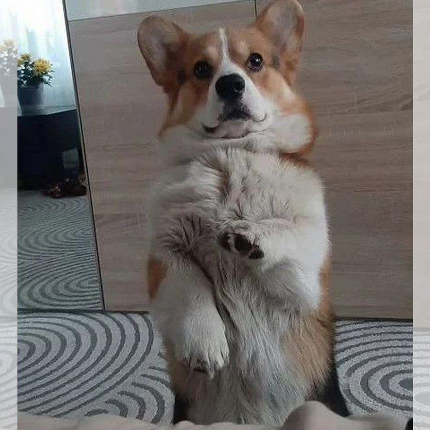 Вельш Корги Пемброк, вязка