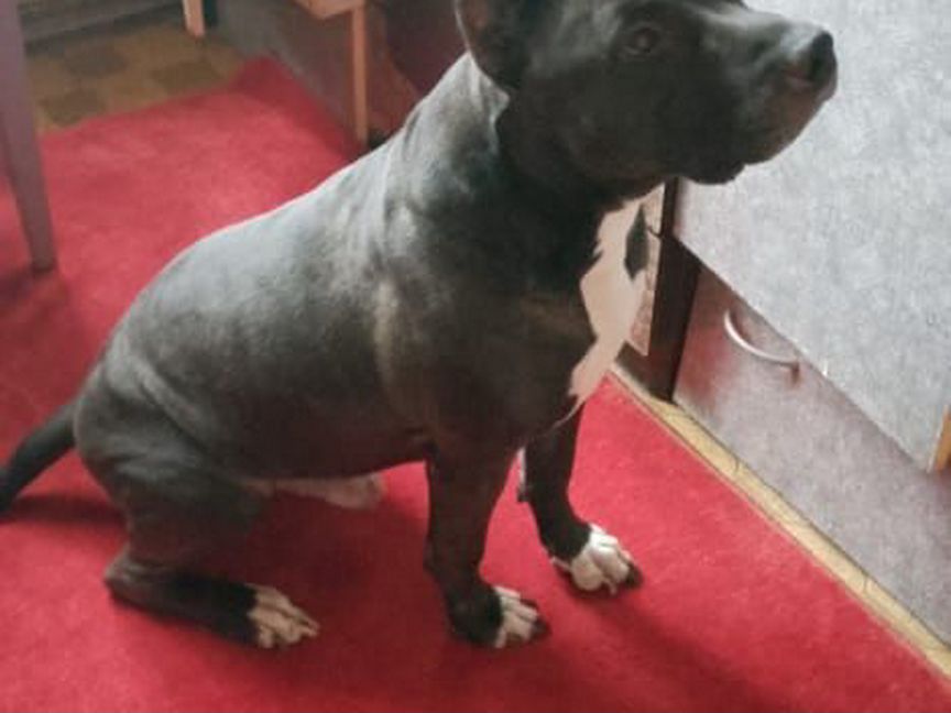 Собака в добрые руки