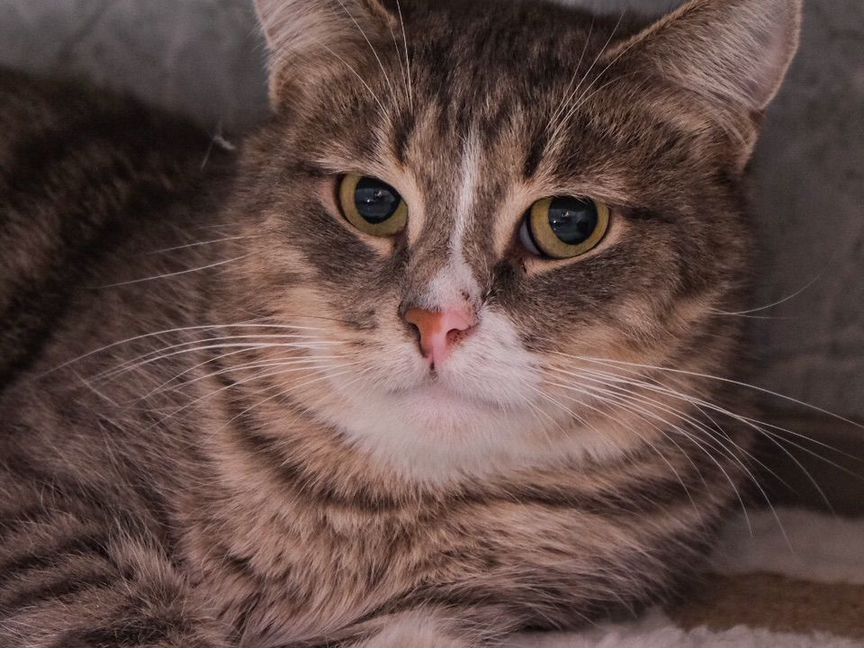 Котик неженка и стесняшка из приюта