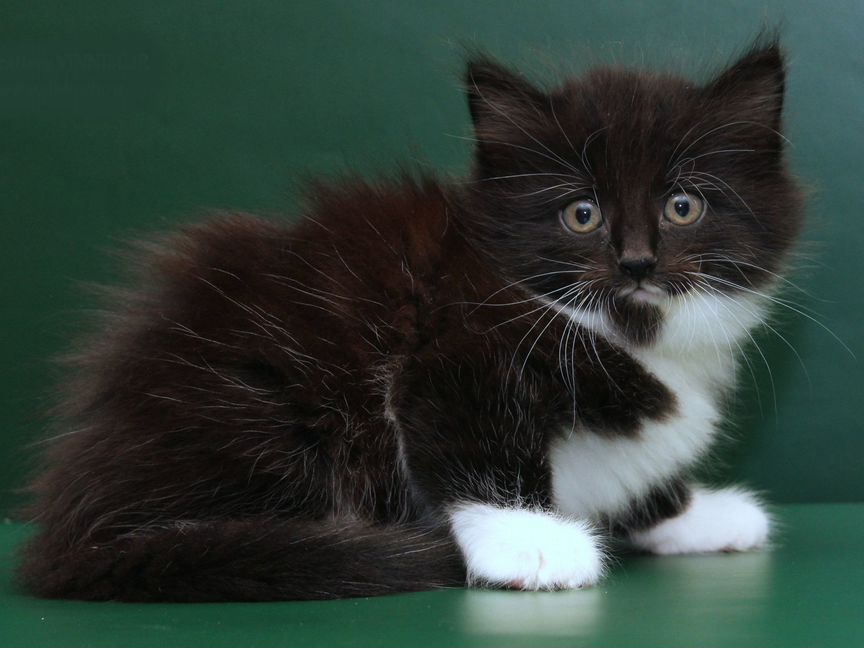 Сибирский котенок Онисим