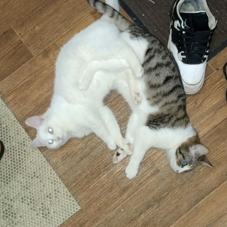Котята в добрые руки приучены к лотку