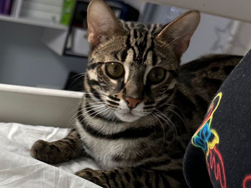 Котенок Бенгал Ф1