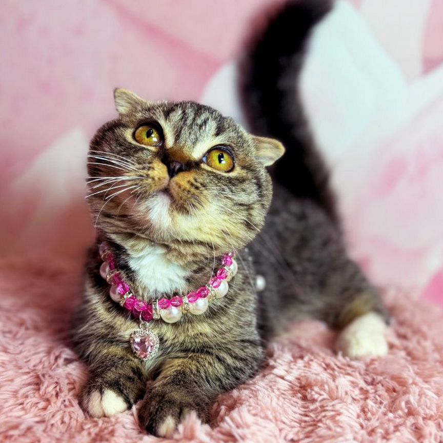 Манчкин котёнок