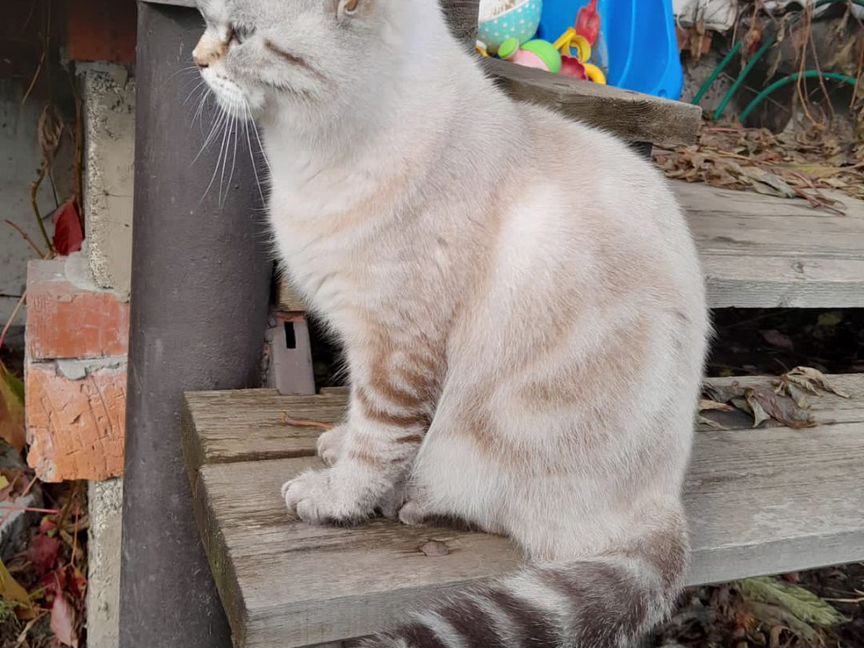 Американский кёрл