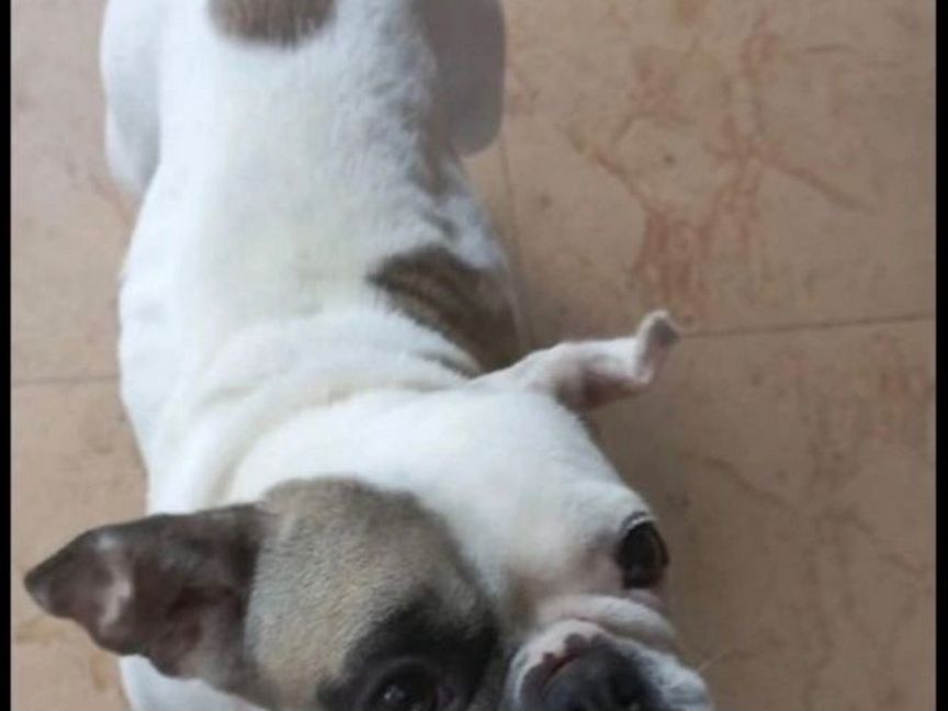 Французский бульдог Камелия