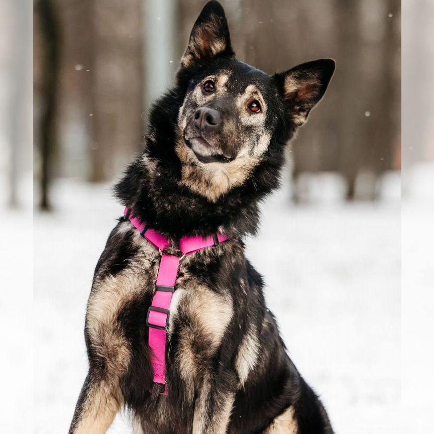 Взрослая собака в добрые руки