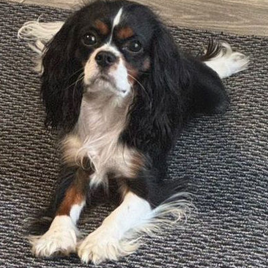 Кавалер кинг чарльз спаниель вязка