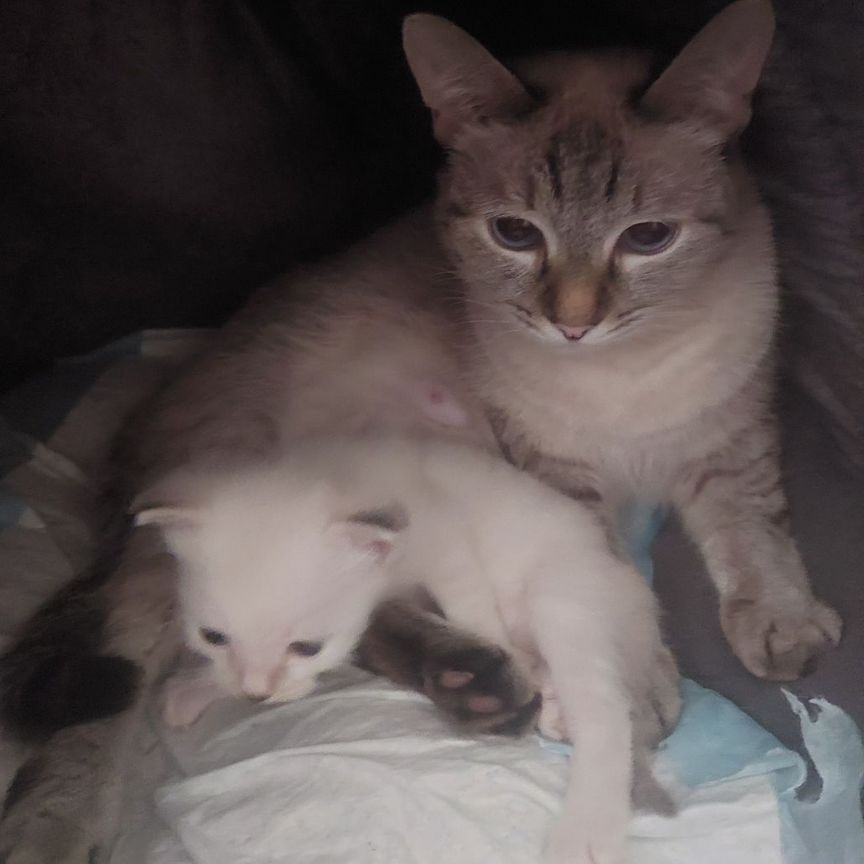 Тайские котята