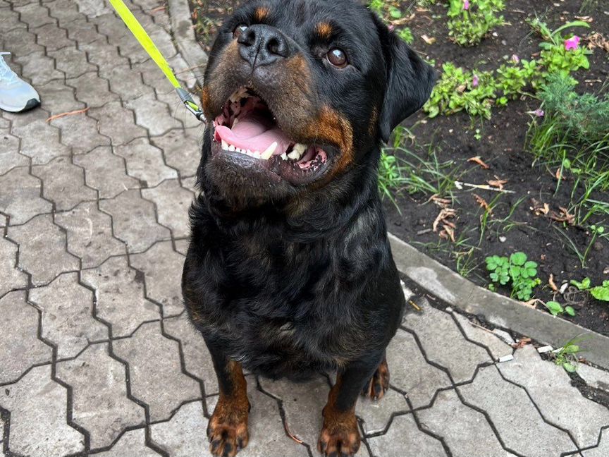 Ротвейлер в хорошие руки